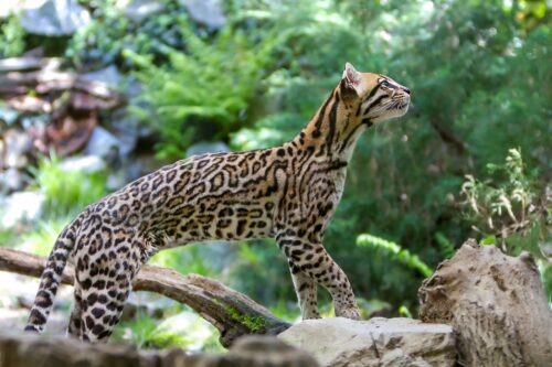 Ozelot: Aussehen, Verhalten, Herkunft - Wildkatze