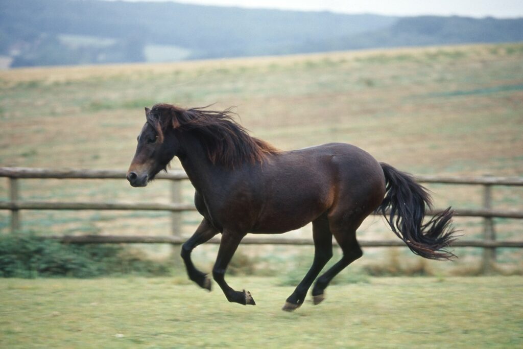 Dartmoor Pony: Wesen, Haltung & Eignung | zooplus Magazin