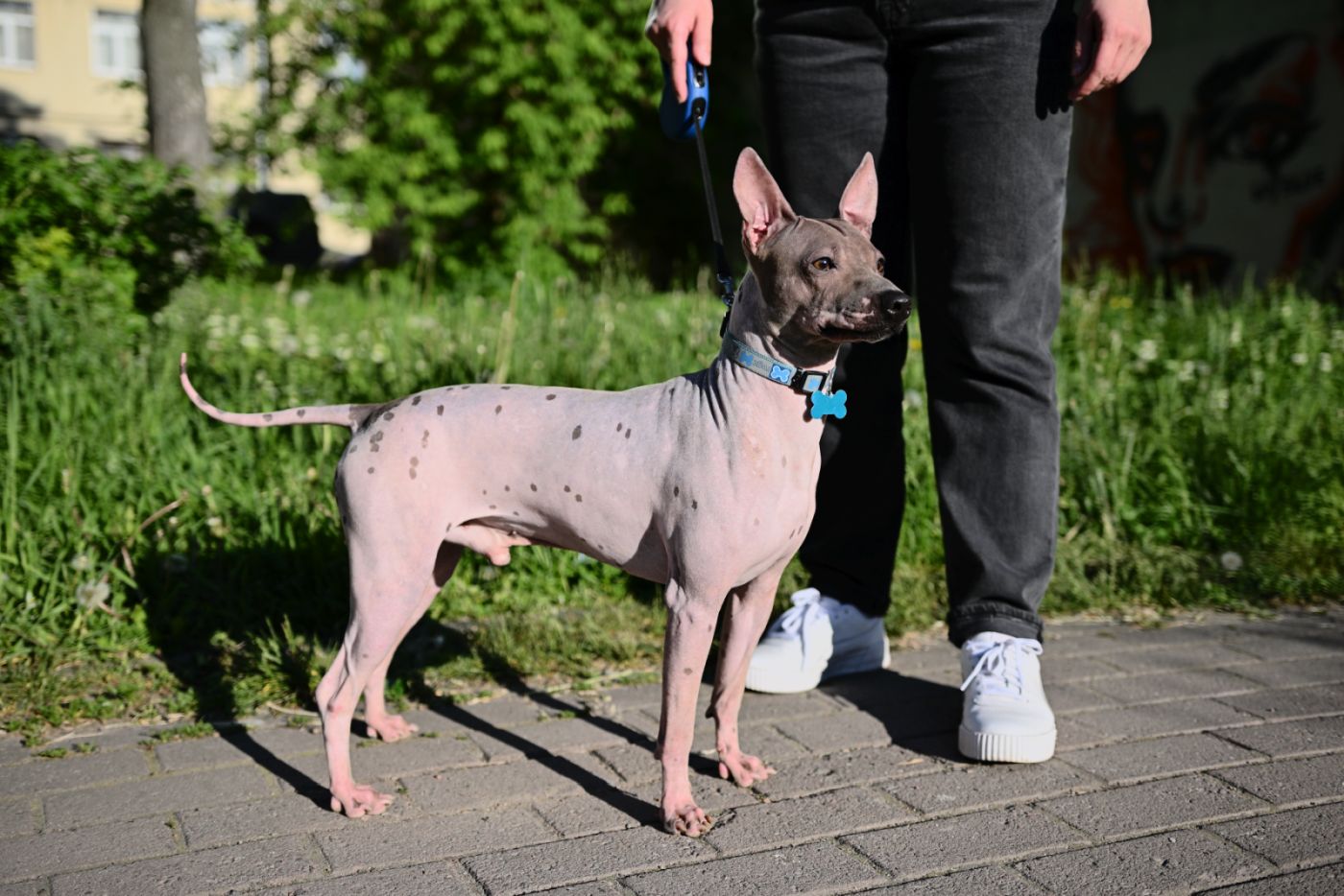 Behaarter Amerikanischer Haarloser Terrier Nackthunde In Österreich