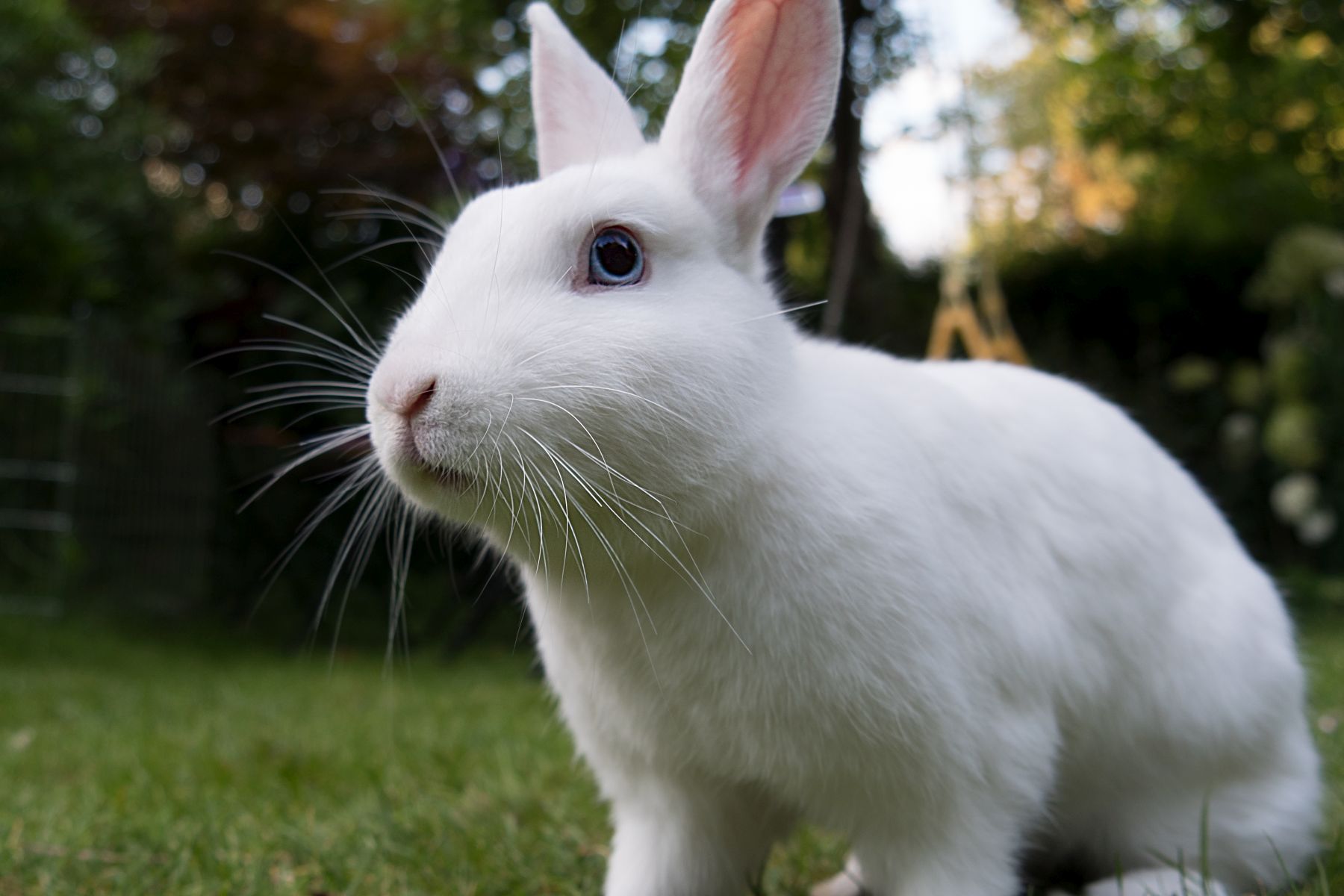 Hermelinkaninchen | zooplus Magazin