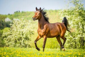 Araber (Arabische Pferde): Wesen, Größe & Preis | zooplus