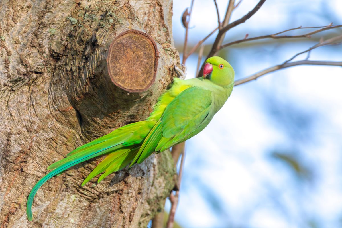 Halsbandsittich: Haltung, Pflege & Ernährung | Vogel