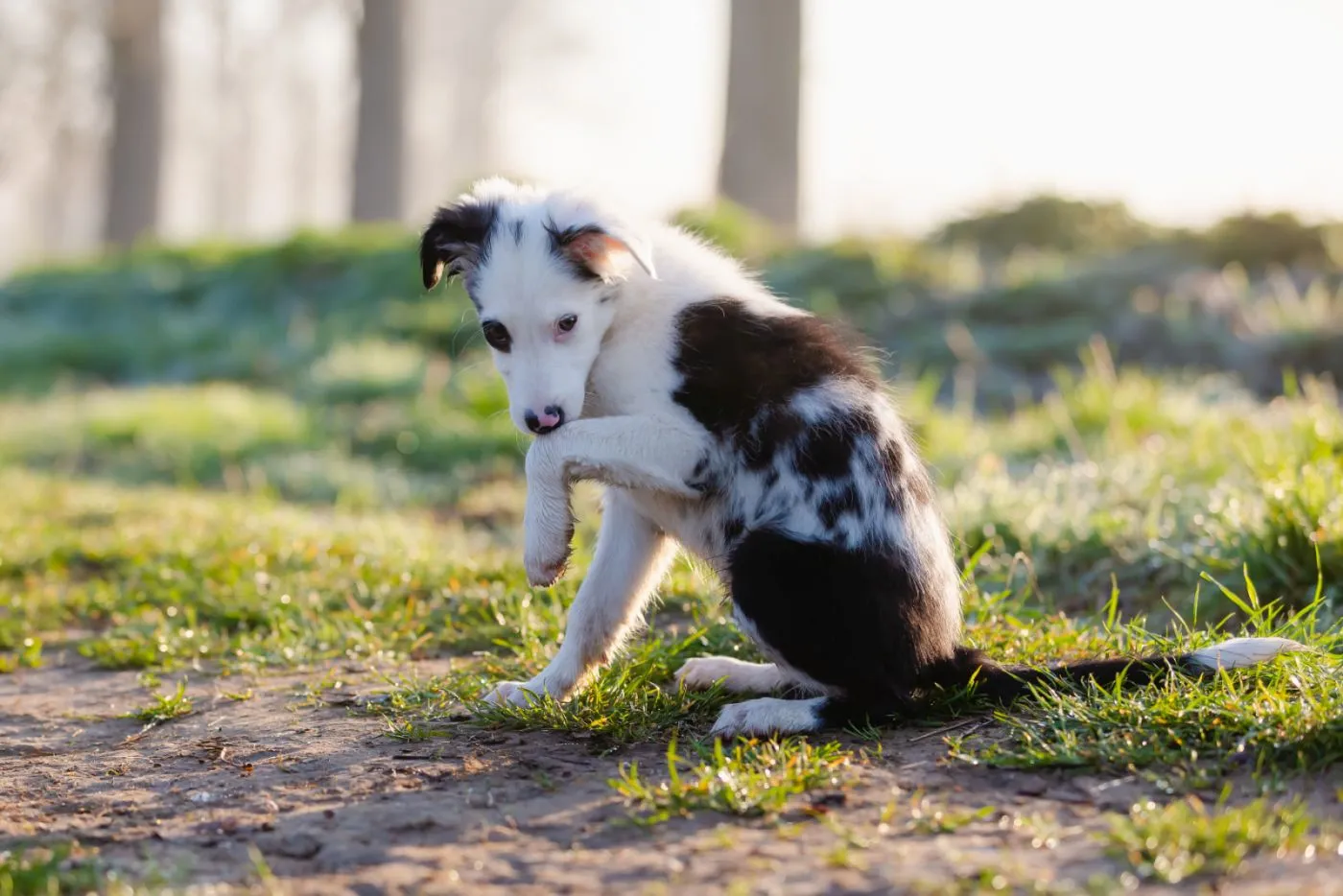 Pododermatitis beim Hund: Symptome & Therapie | zooplus