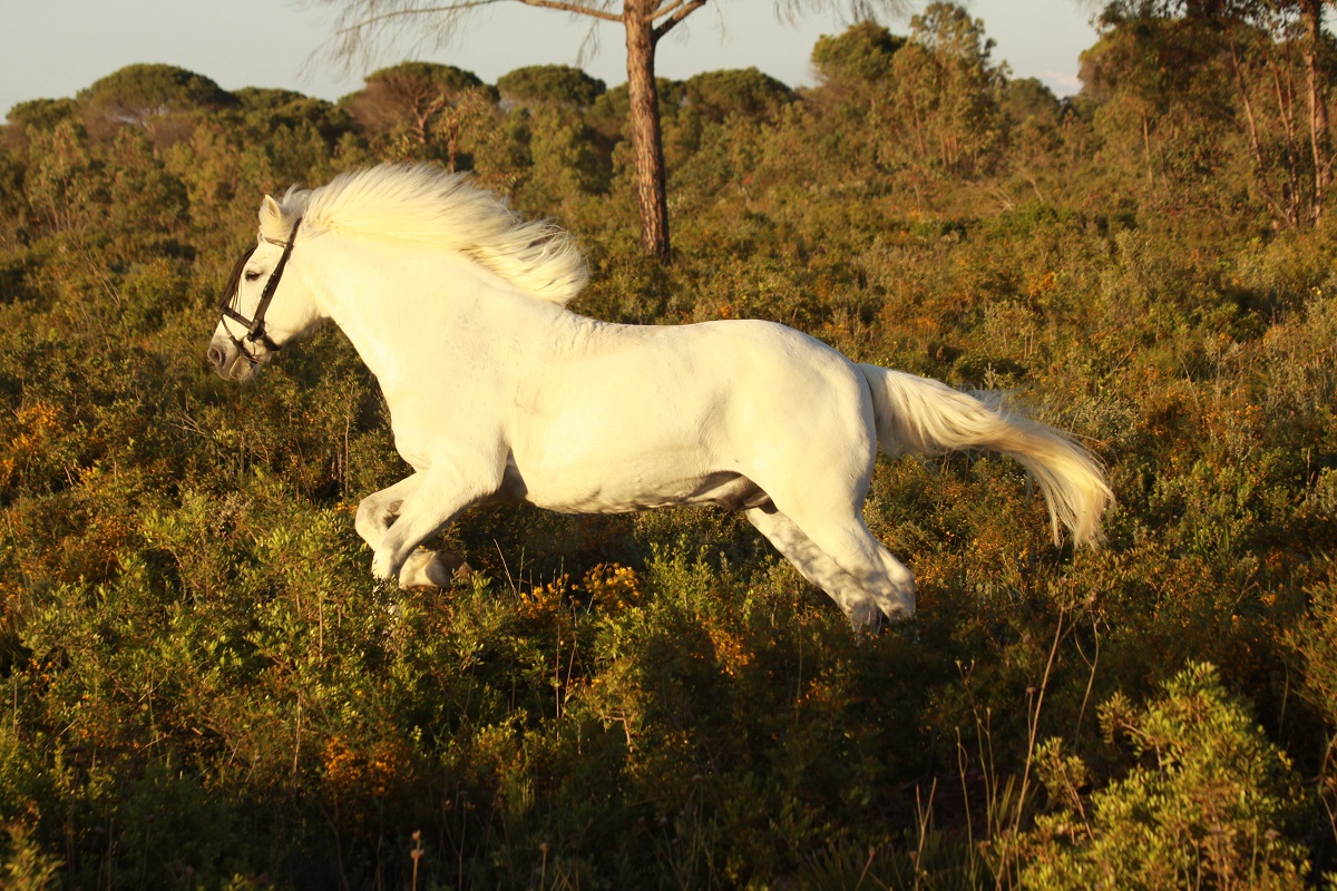 Berber im Rasseporträt | zooplus Magazin