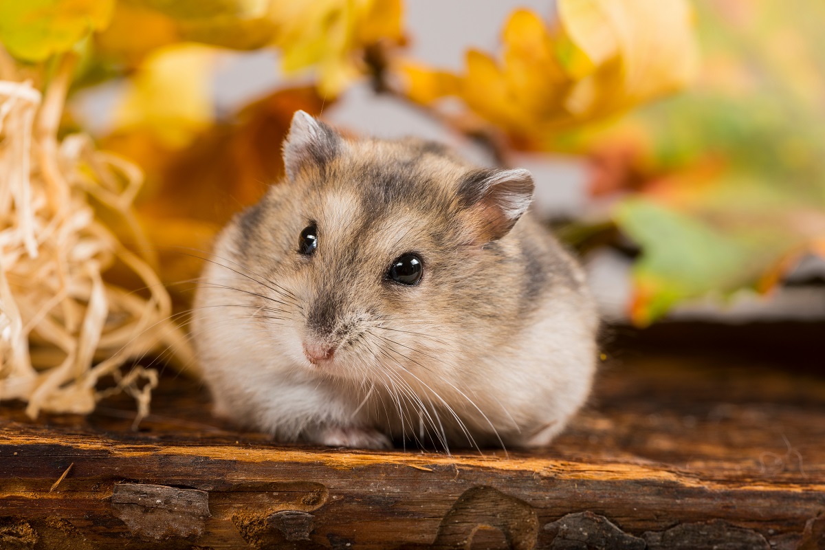 Dsungarischer Zwerghamster: Haltung & Wesen | zooplus Magazin