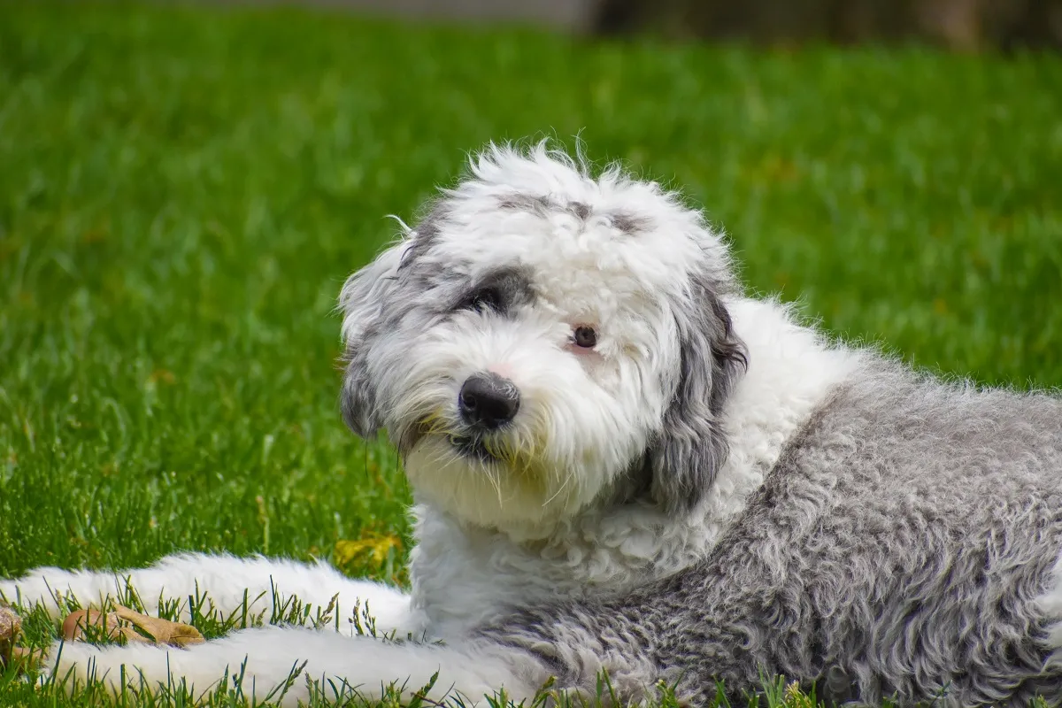 Mini Sheepadoodle Valper