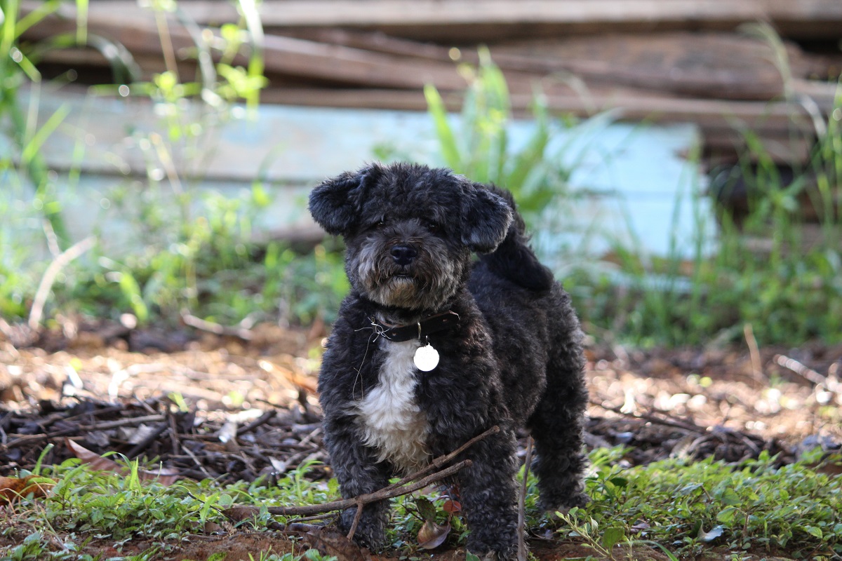 Mini Poedel Mix Rassen Der Aussiedoodle Im Rasseportrait | HUNTER