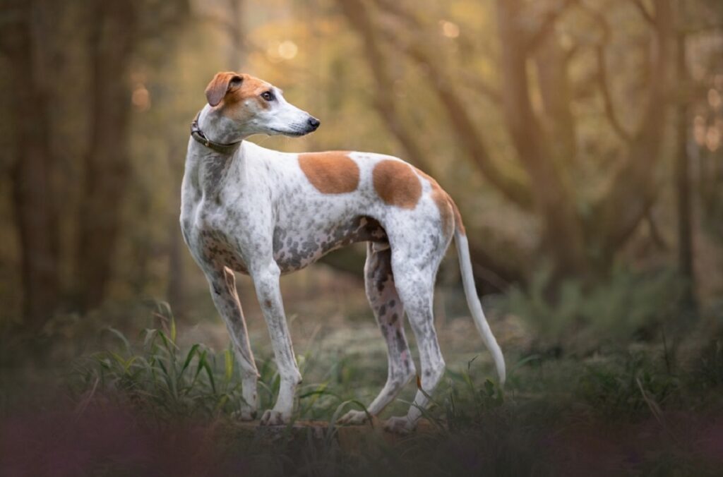 Lurcher im Rasseporträt: Aussehen, Wesen, Haltung | Hund