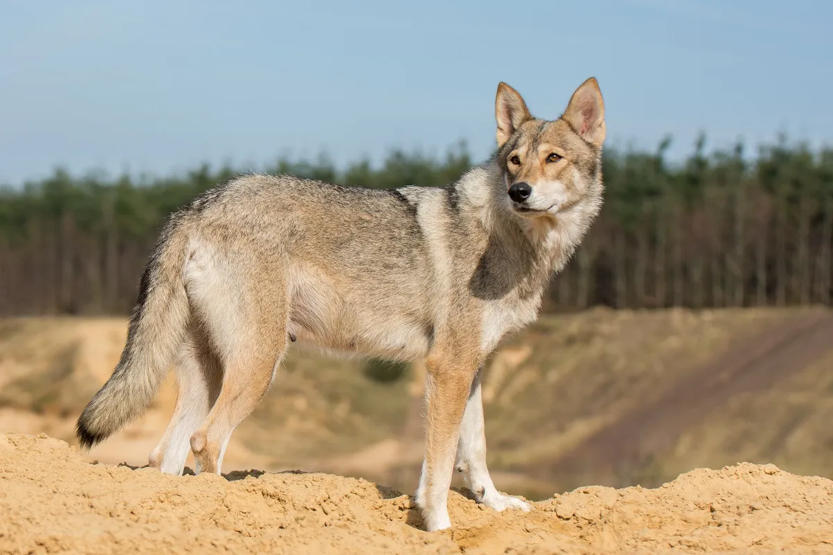 Wolf Hund Mischlinge