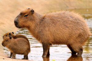 Capybara: Das neue Trend-Haustier? | zooplus Magazin