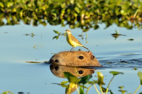 Capybara: Das neue Trend-Haustier? | zooplus Magazin