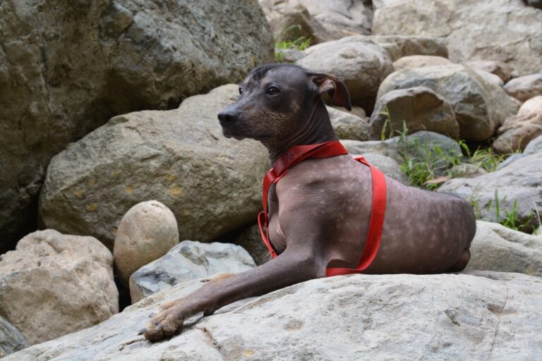 Nackthunde im Überblick: Rassen, Pflege, Qualzuchtproblematik