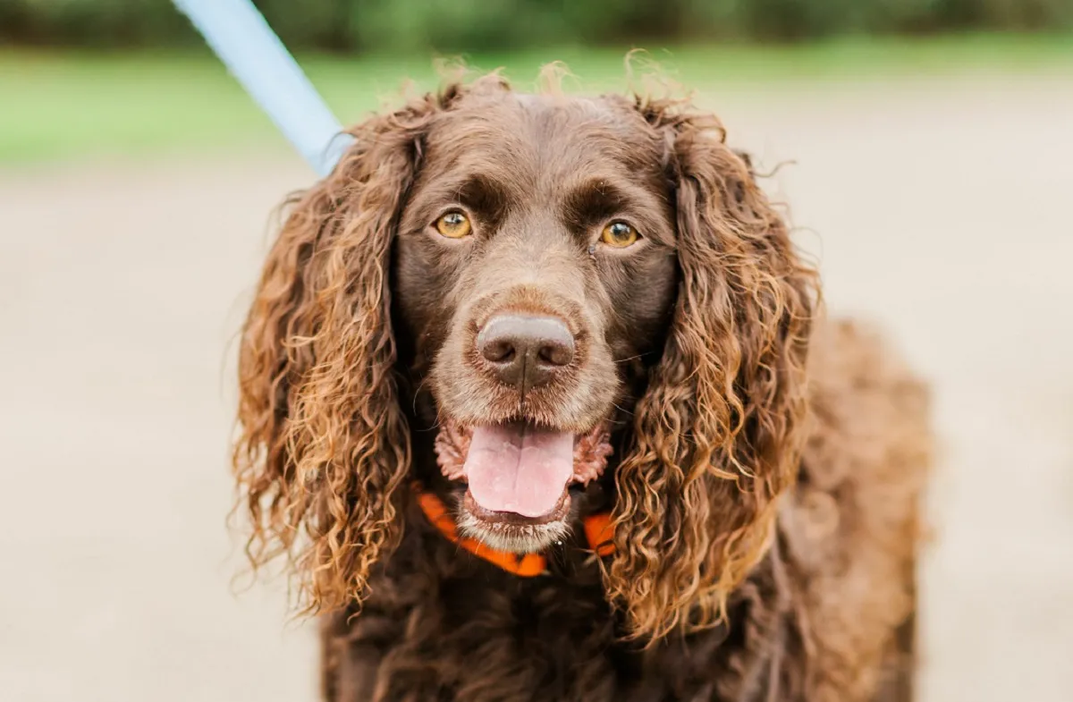 Boykin Spaniel im Rasseporträt: Wesen, Zucht & Haltung