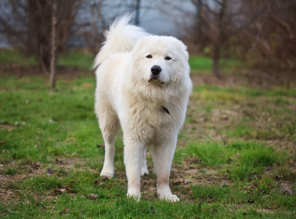 Maremmen-Abruzzen-Schäferhund (Maremmano) im Rasseporträt