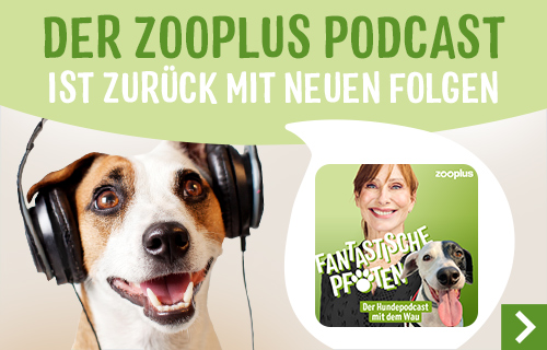 Kanaan Hund Rassebeschreibung | zooplus Hundemagazin