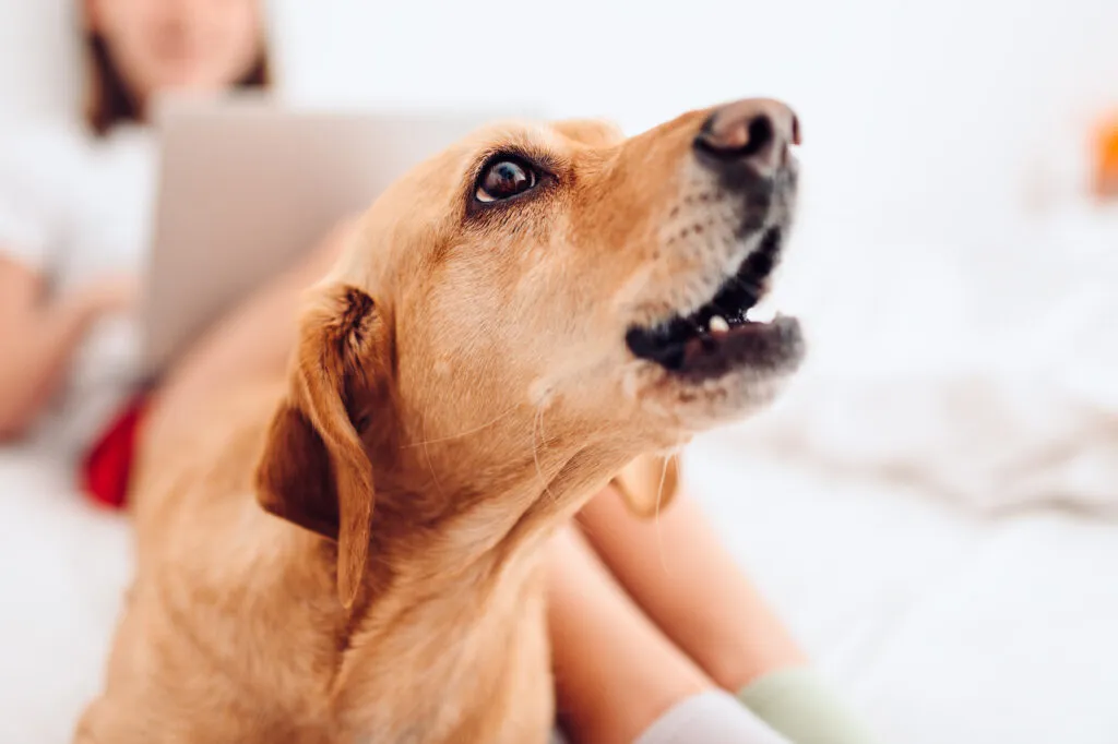 Hundegebell und Ruhestörung: Wie viel „Wuff“ ist zu viel? | zooplus ...