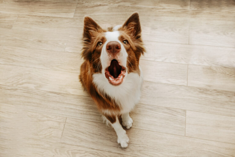 Hundegebell und Ruhestörung: Wie viel „Wuff“ ist zu viel? | zooplus Magazin