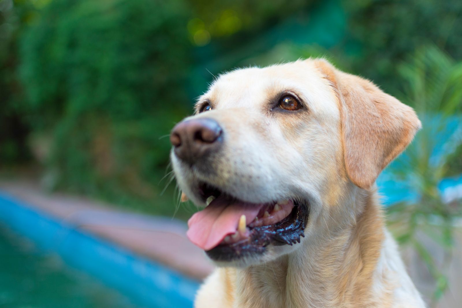 Beliebte Hunderassen: Die Top 25 in Deutschland & weltweit | zooplus ...