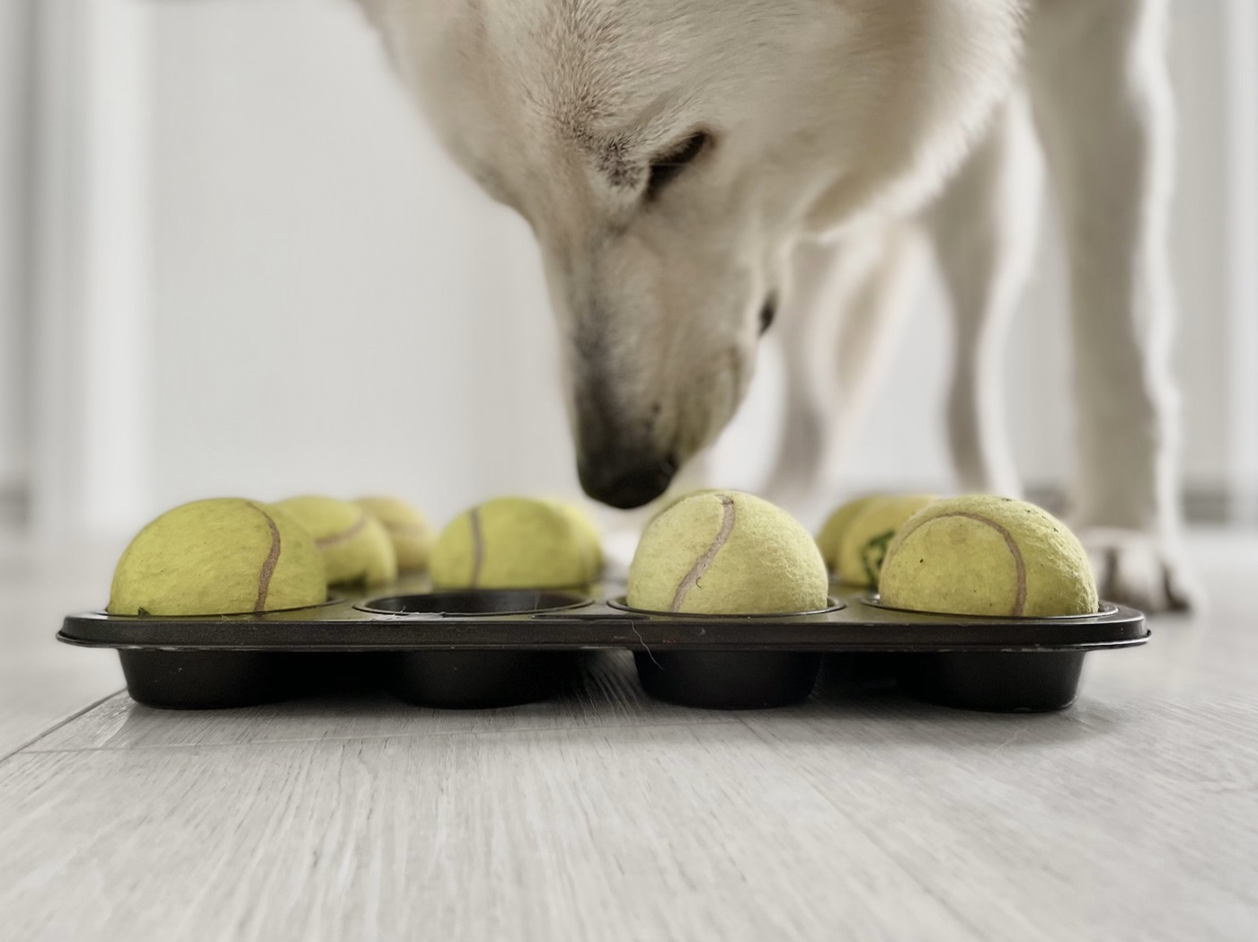 Intelligenzspiele für Hunde: 7 einfache Ideen für Zuhause | zooplus Magazin