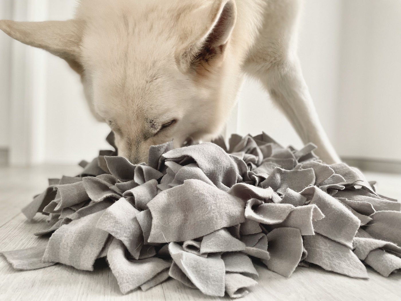 Intelligenzspiele für Hunde: 7 einfache Ideen für Zuhause | zooplus Magazin
