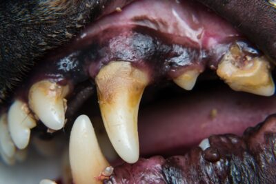 Zahnstein beim Hund entfernen: Was hilft wirklich? | zooplus