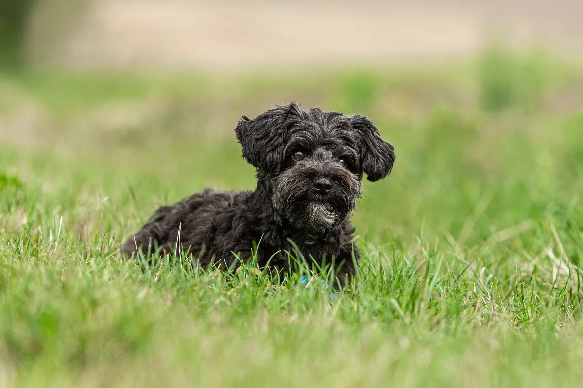 Braune Yorkie Poo Welpen