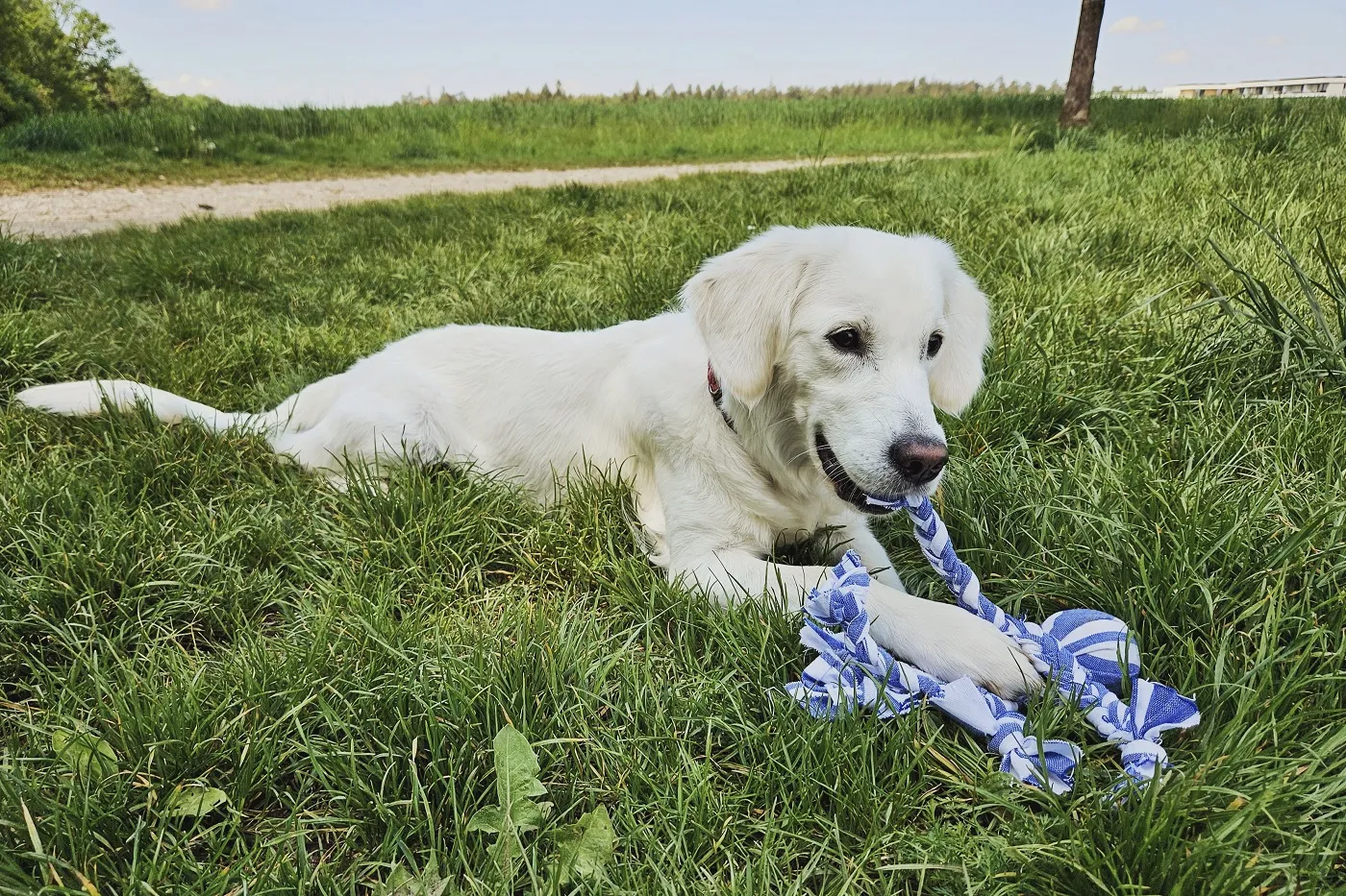 Hunde-Zergel selber machen: 2 einfache Ideen mit Video | zooplus Magazin